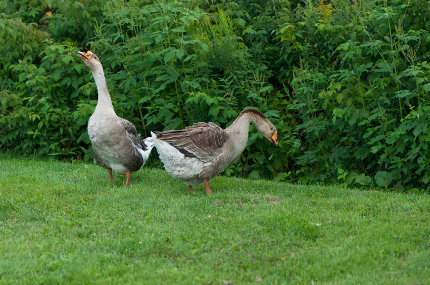 Raising Geese, Choosing a Breed and Preparations - Backyard Poultry
